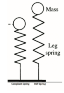 Why must your doctor know human spring biomechanics to treat your ...